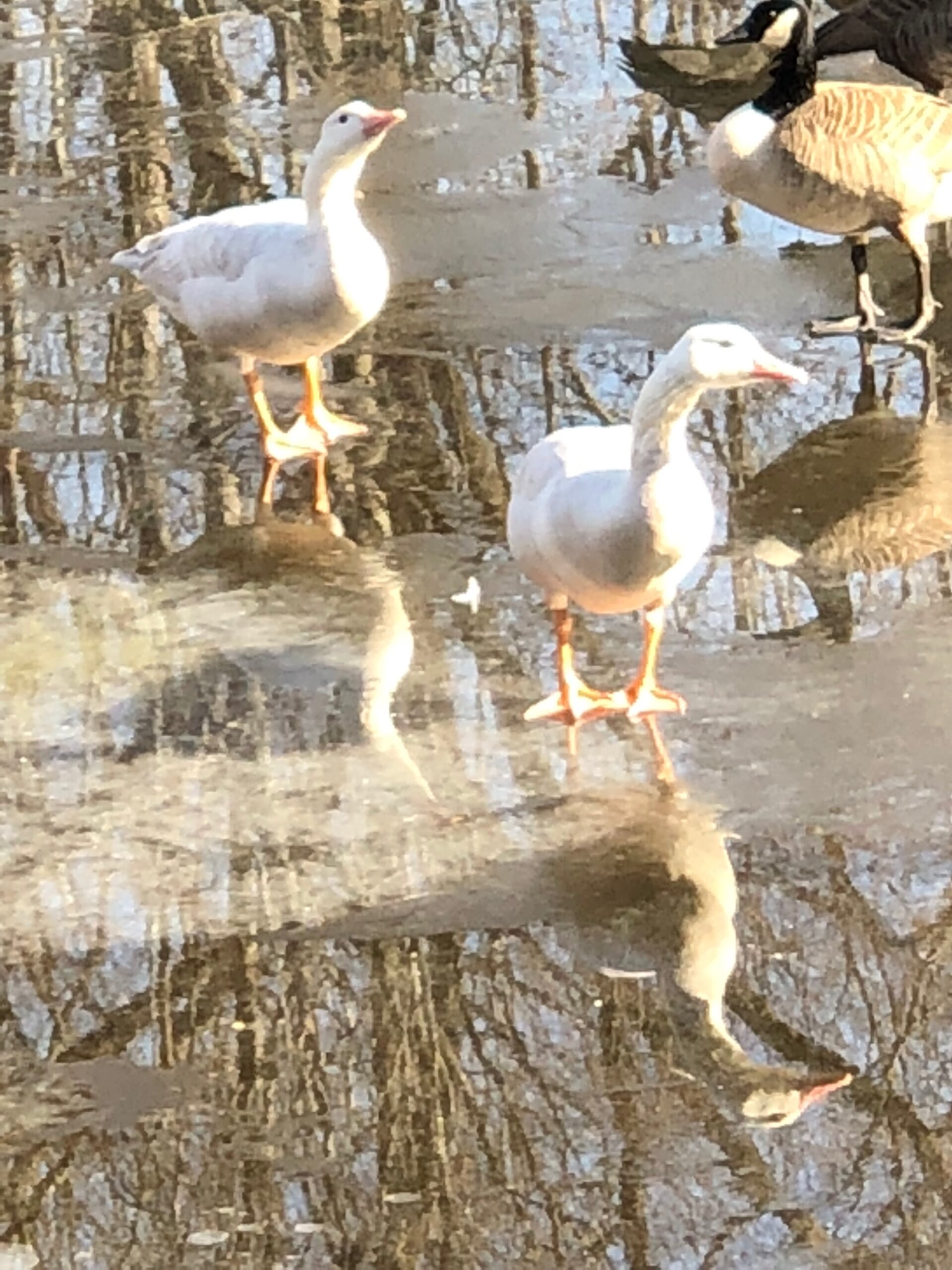 The Waddle - Alan Weiss, PhD