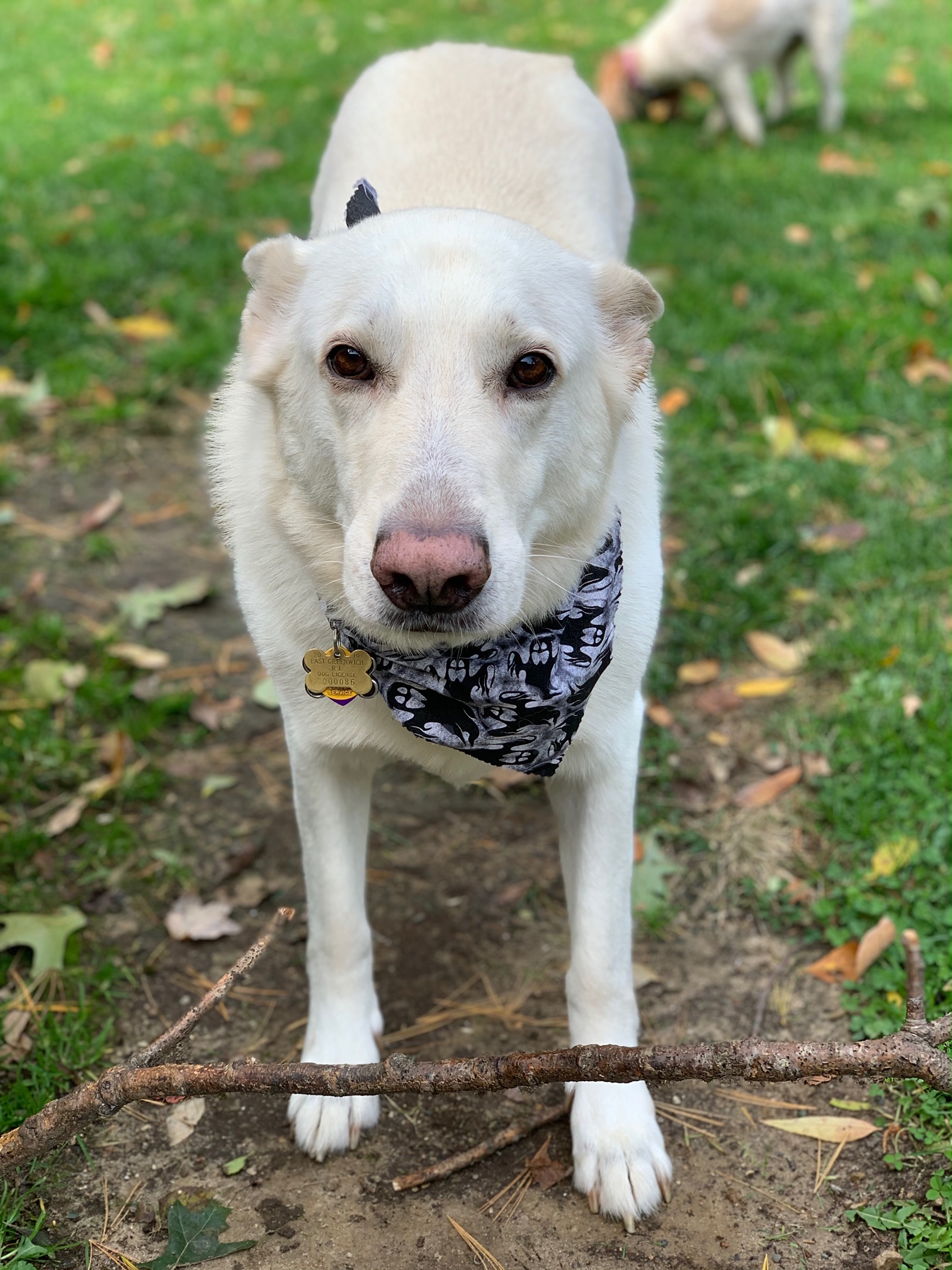 Of Dogs and Territory - Alan Weiss, PhD