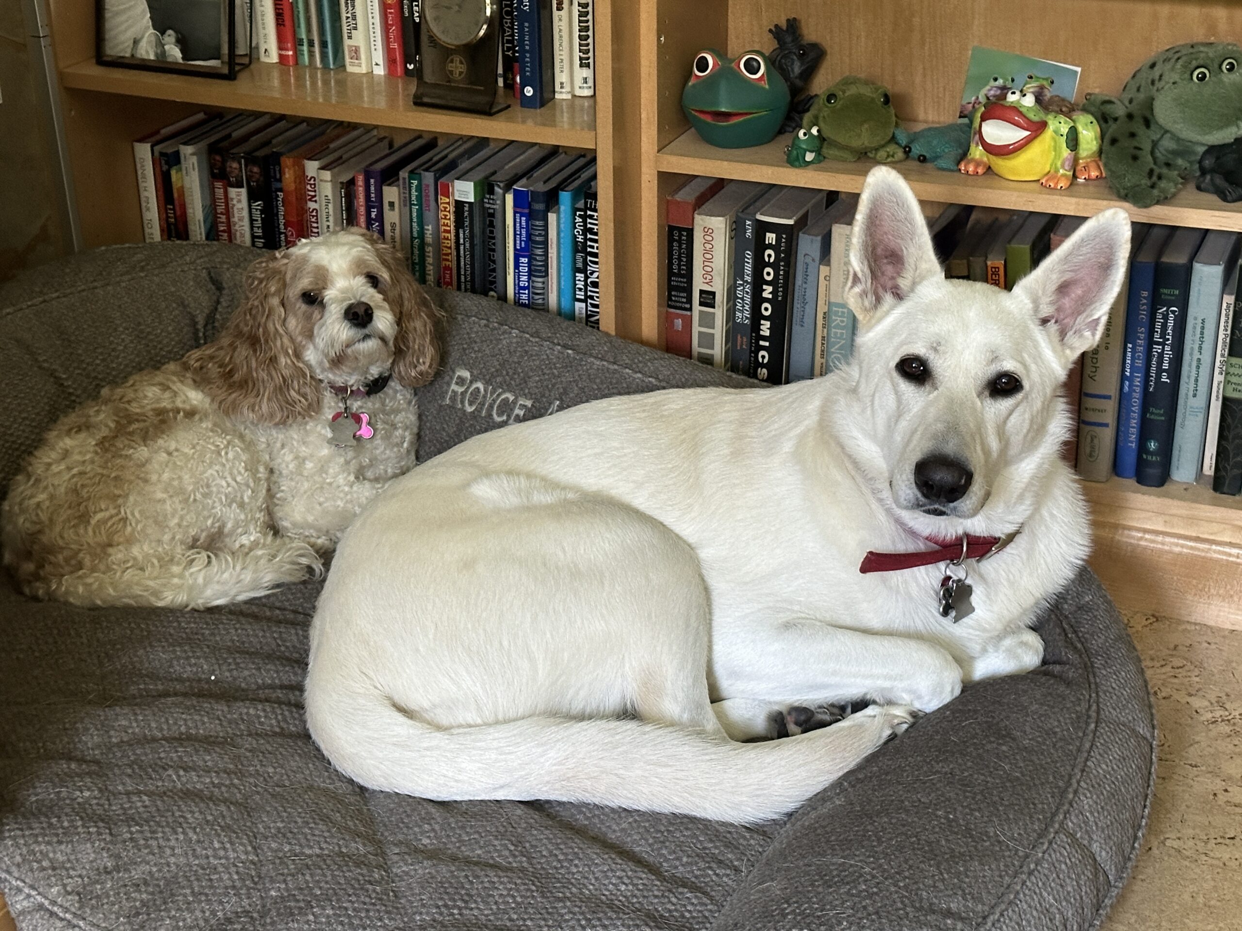 A Dog's Life - Alan Weiss, PhD